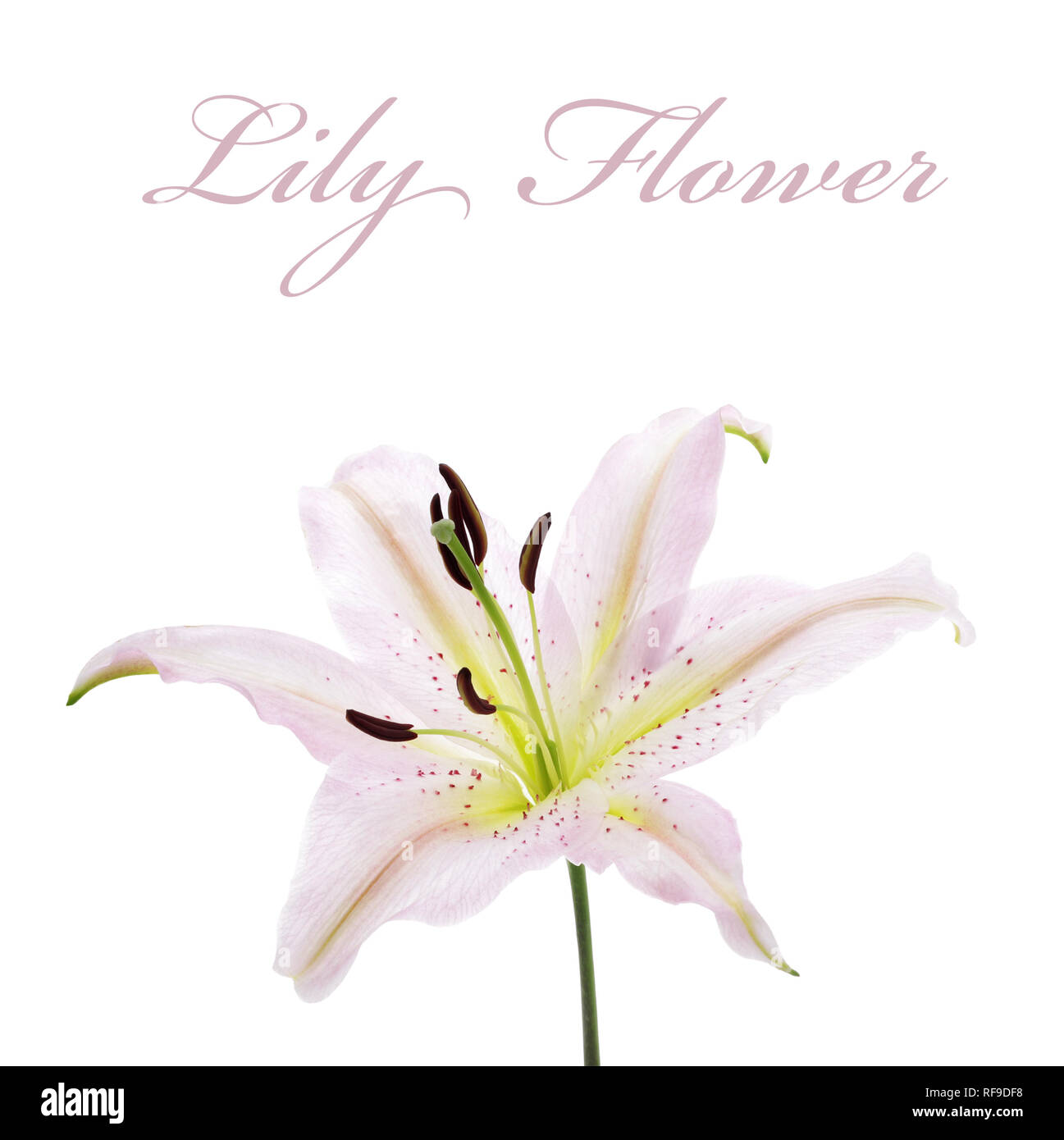 Close up lilly isolated Cut Out Stock Images & Pictures - Alamy