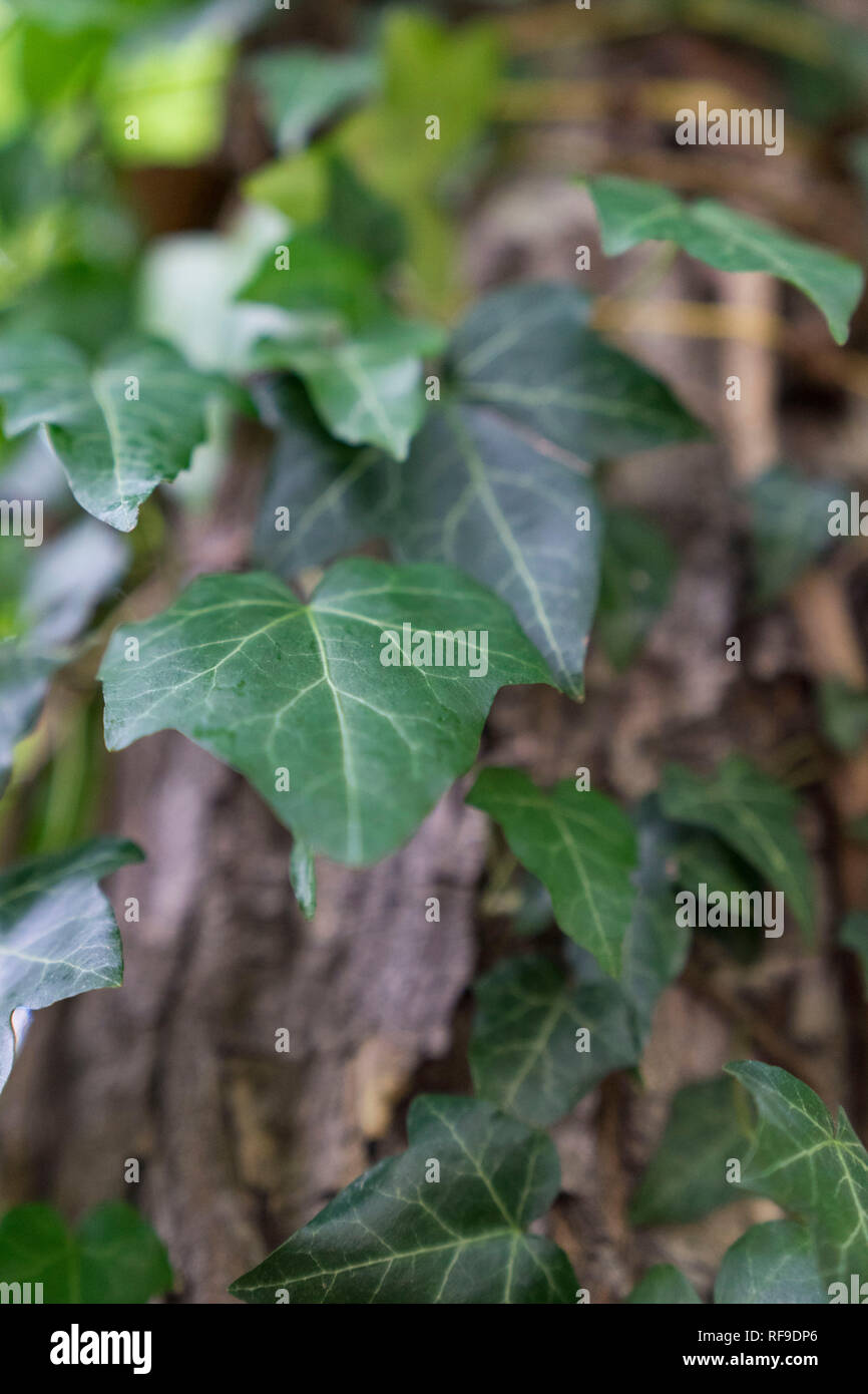 Creeping ivy plant Stock Photo - Alamy