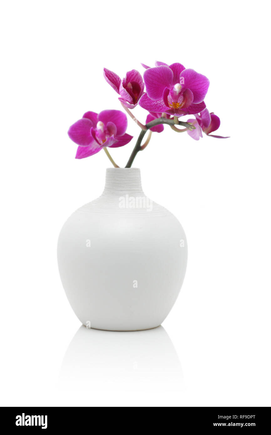 Home white orchid flower in Cut Out Stock Images & Pictures - Alamy