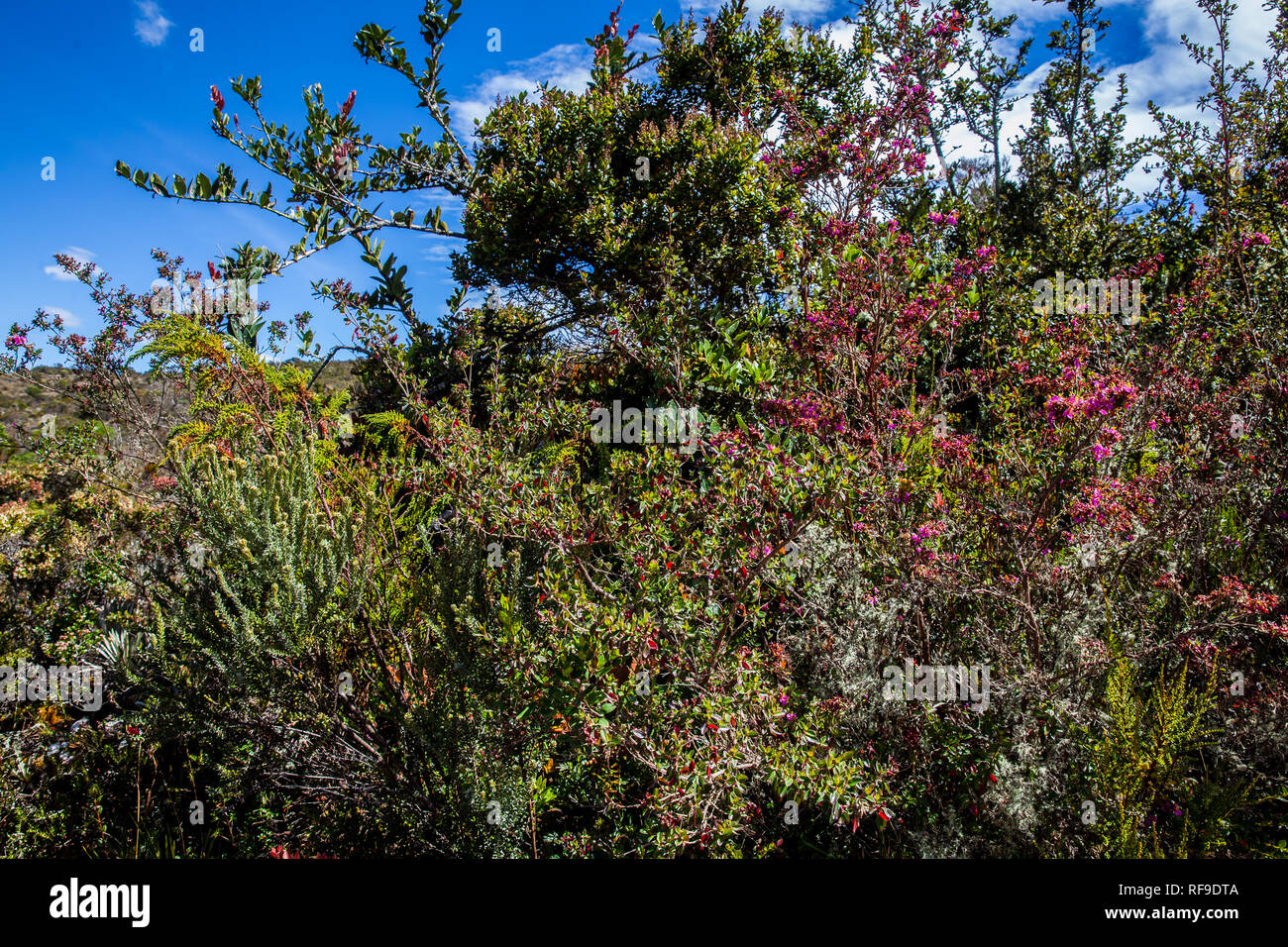 Typical vegetation of the paramo areas in Colombia Stock Photo - Alamy