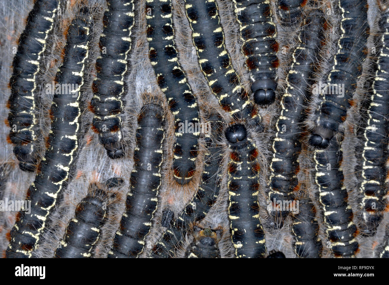 Group or Cluster of Pine Processionary Caterpillars of the Pine ...