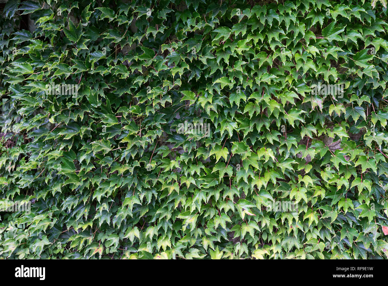 Creeping ivy plant Stock Photo - Alamy