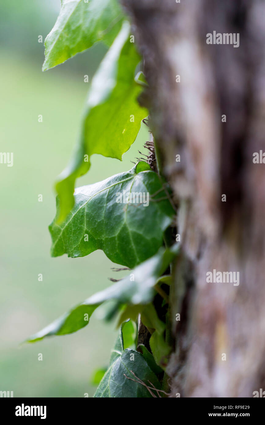 Creeping ivy hi-res stock photography and images - Alamy