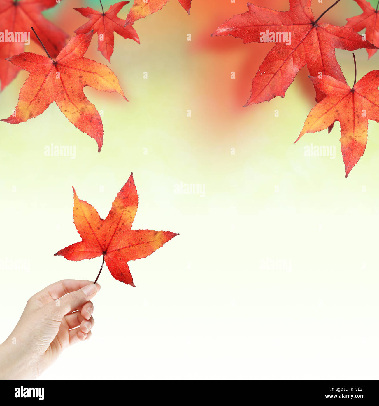 Hand with maple leaf hi-res stock photography and images - Alamy