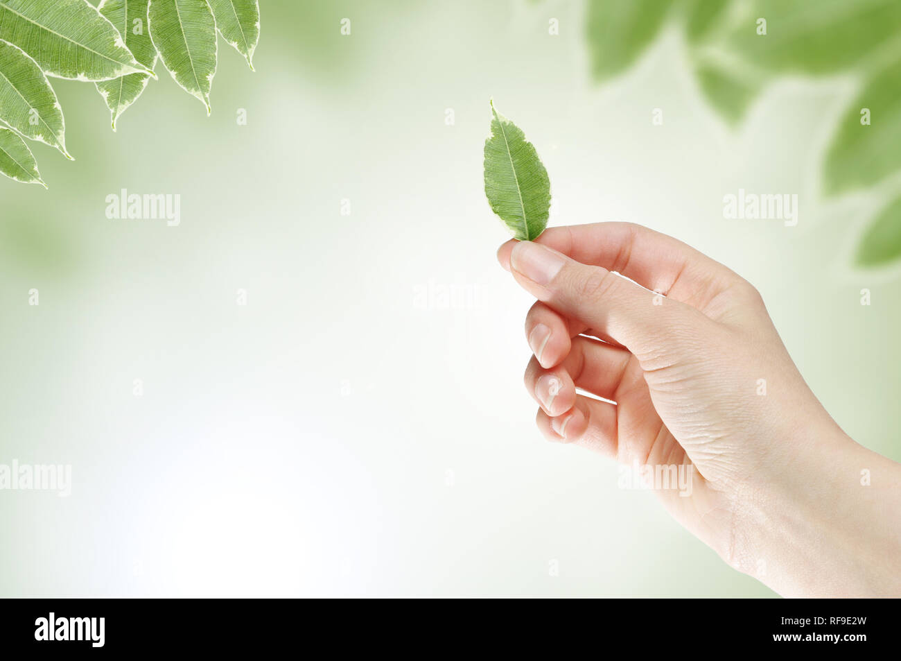 Female hand holding green leaf isolated on white Stock Photo - Alamy