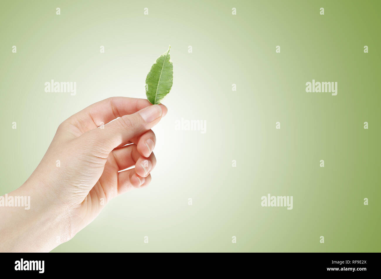 Female hand holding green leaf isolated on white Stock Photo - Alamy