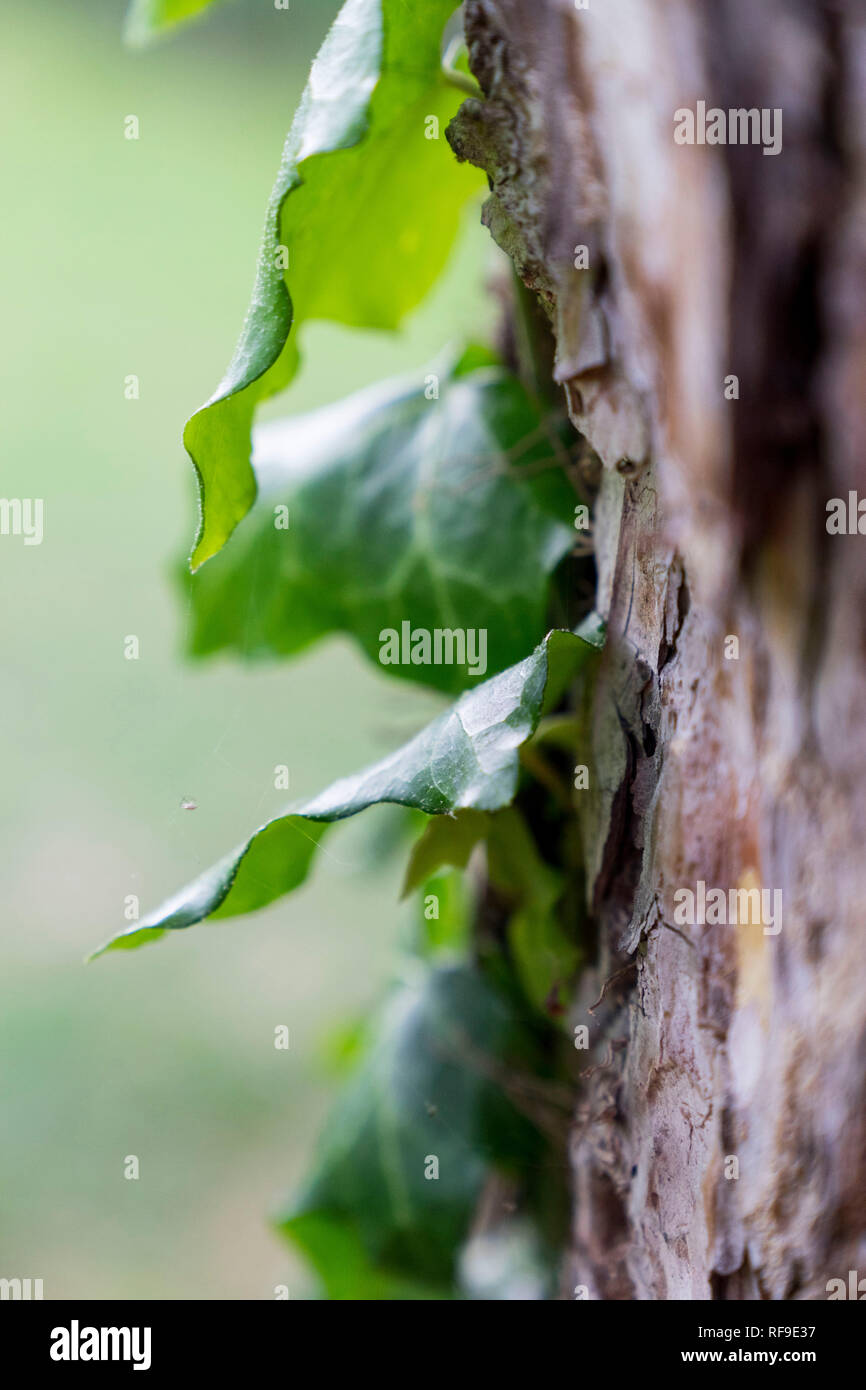 Old log on a tree covered with ivy hi-res stock photography and images ...