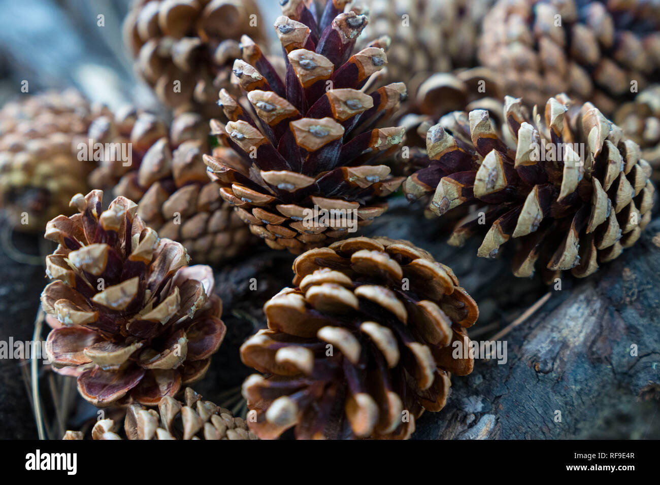 Multiple pine cones hi-res stock photography and images - Alamy