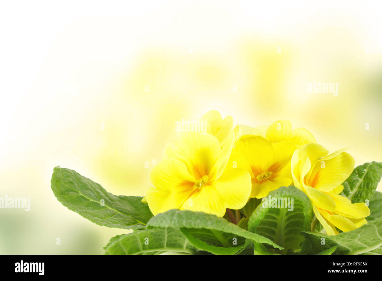 Background image of yellow primrose Stock Photo - Alamy