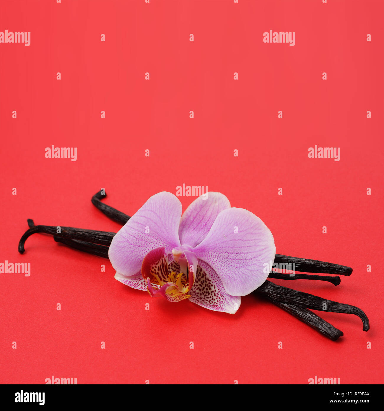 Orchid beans hi-res stock photography and images - Alamy
