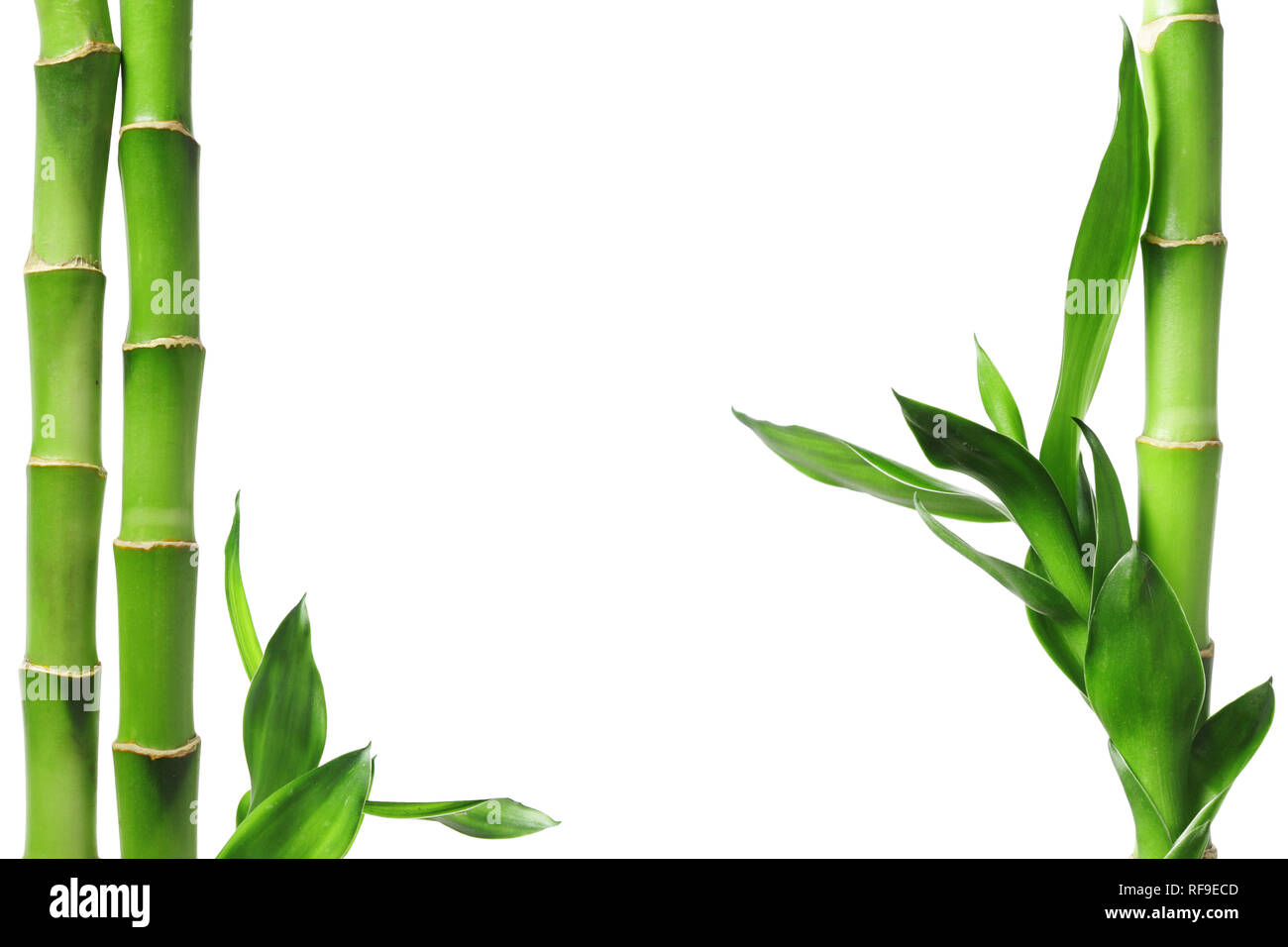 Green bamboo border isolated on white Stock Photo - Alamy