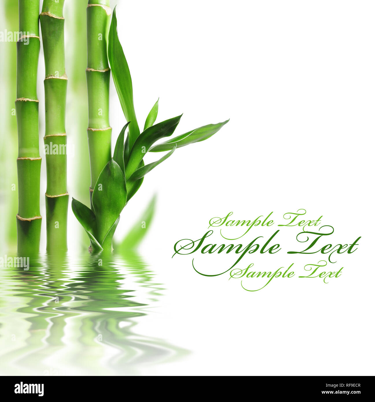 Green bamboo border with copy space Stock Photo - Alamy