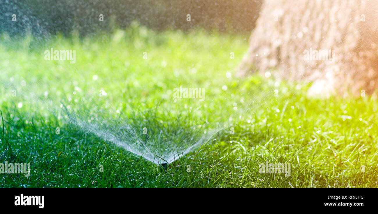Lawn water sprinkler spraying water over lawn green fresh grass in ...
