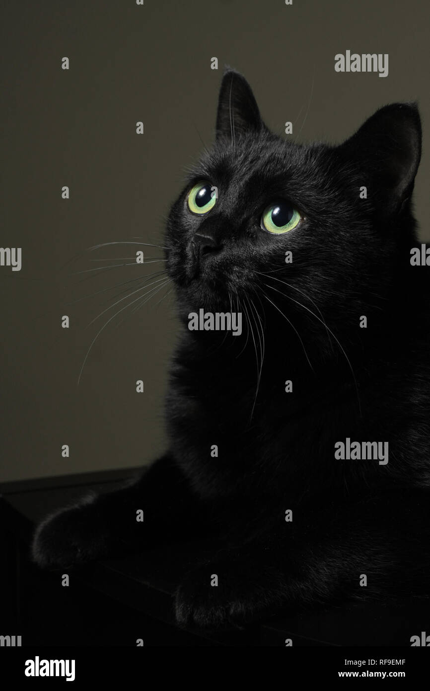 Cat studio portrait, low key Stock Photo - Alamy