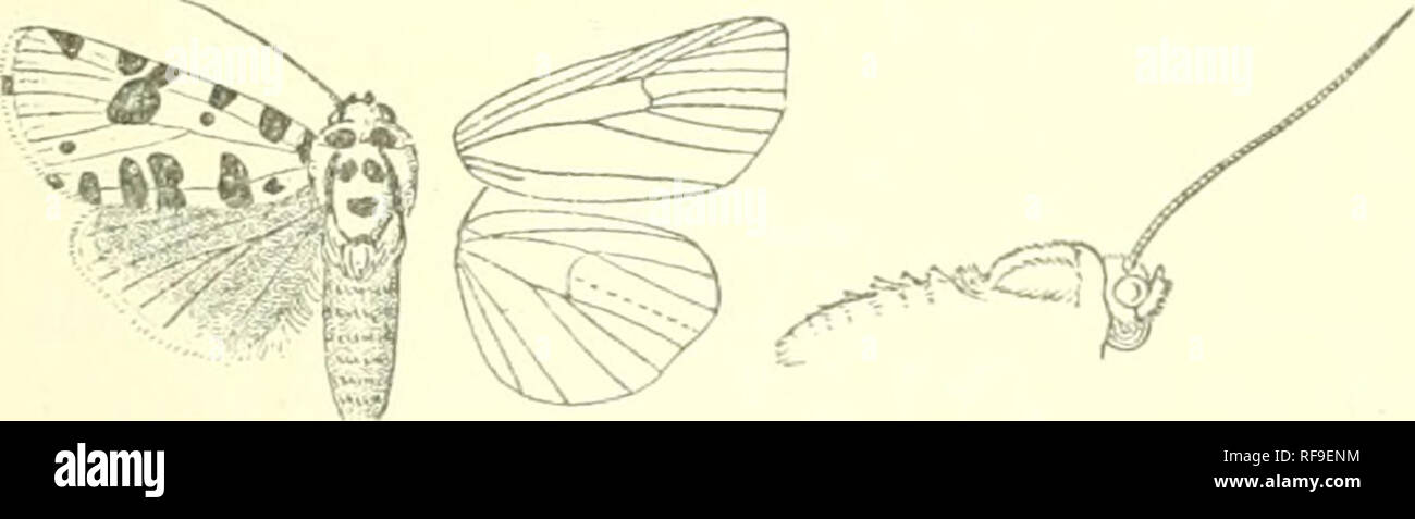 Piliferous hi-res stock photography and images - Alamy