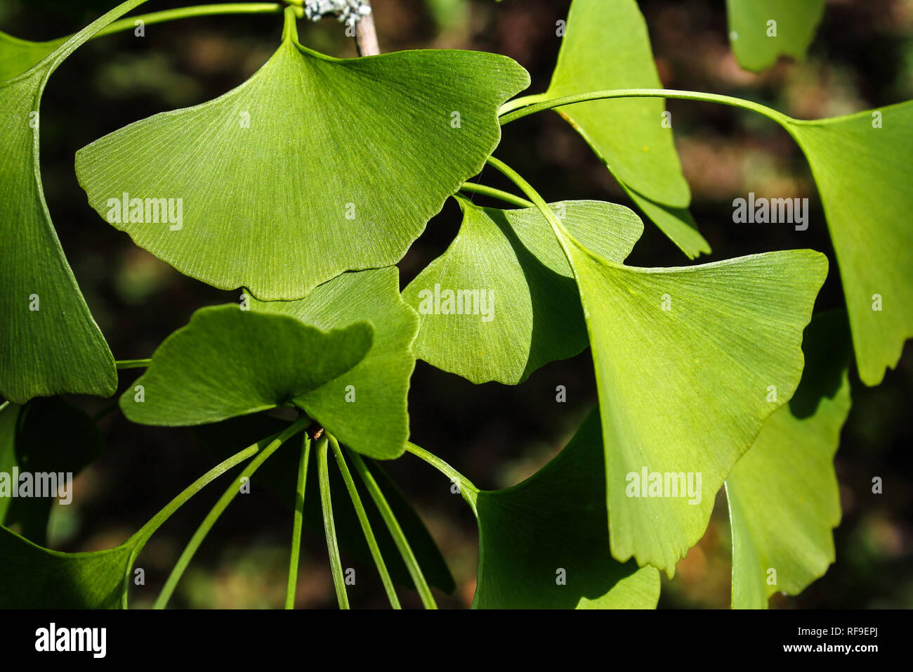Ginkgo biloba - Leaf of gingko tree Stock Photo - Alamy