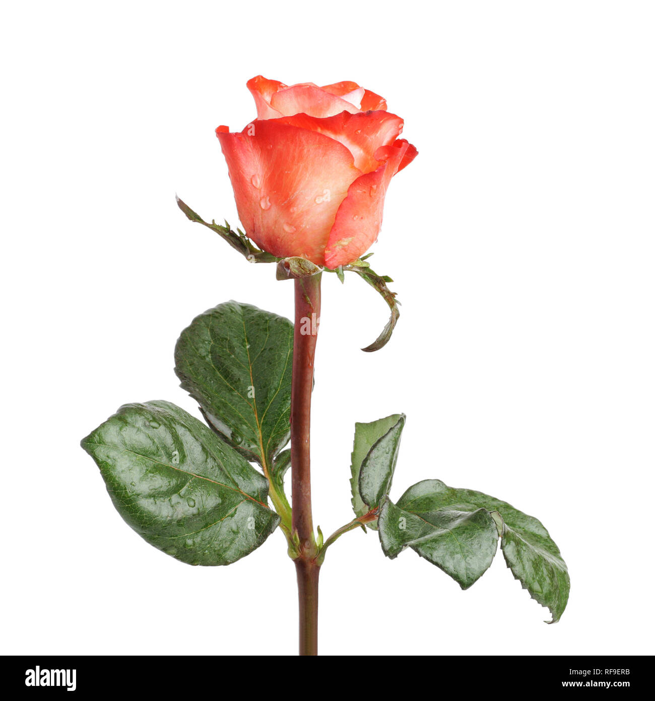 One red rose, isolated on white Stock Photo - Alamy