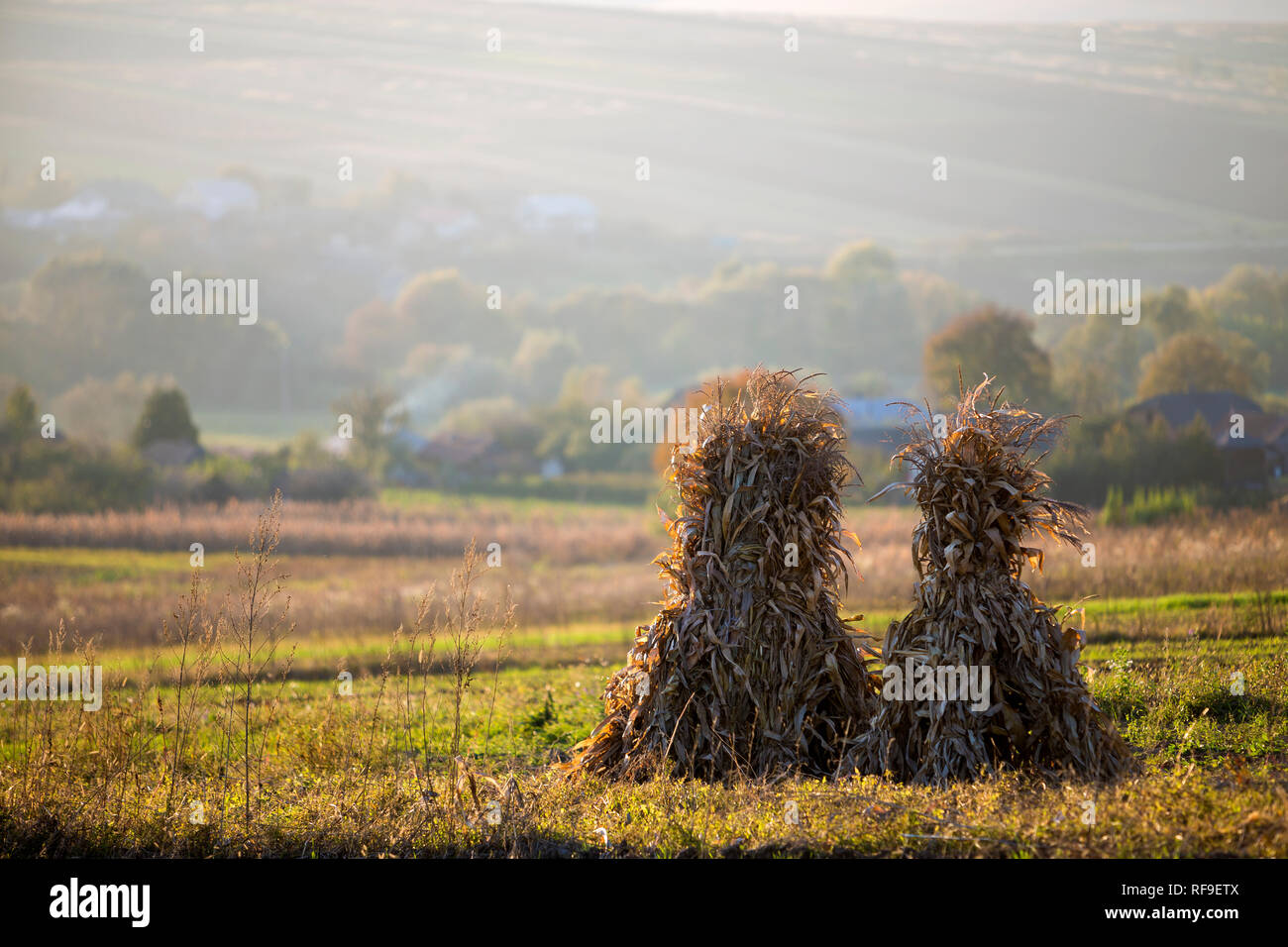 Dry corn stalks golden sheaves in empty grassy field after harvest on ...
