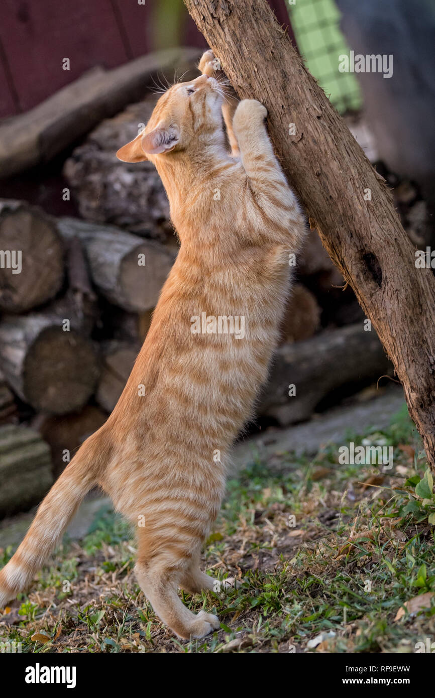 Yellow cat sharp nails on a tree in the yard Stock Photo - Alamy