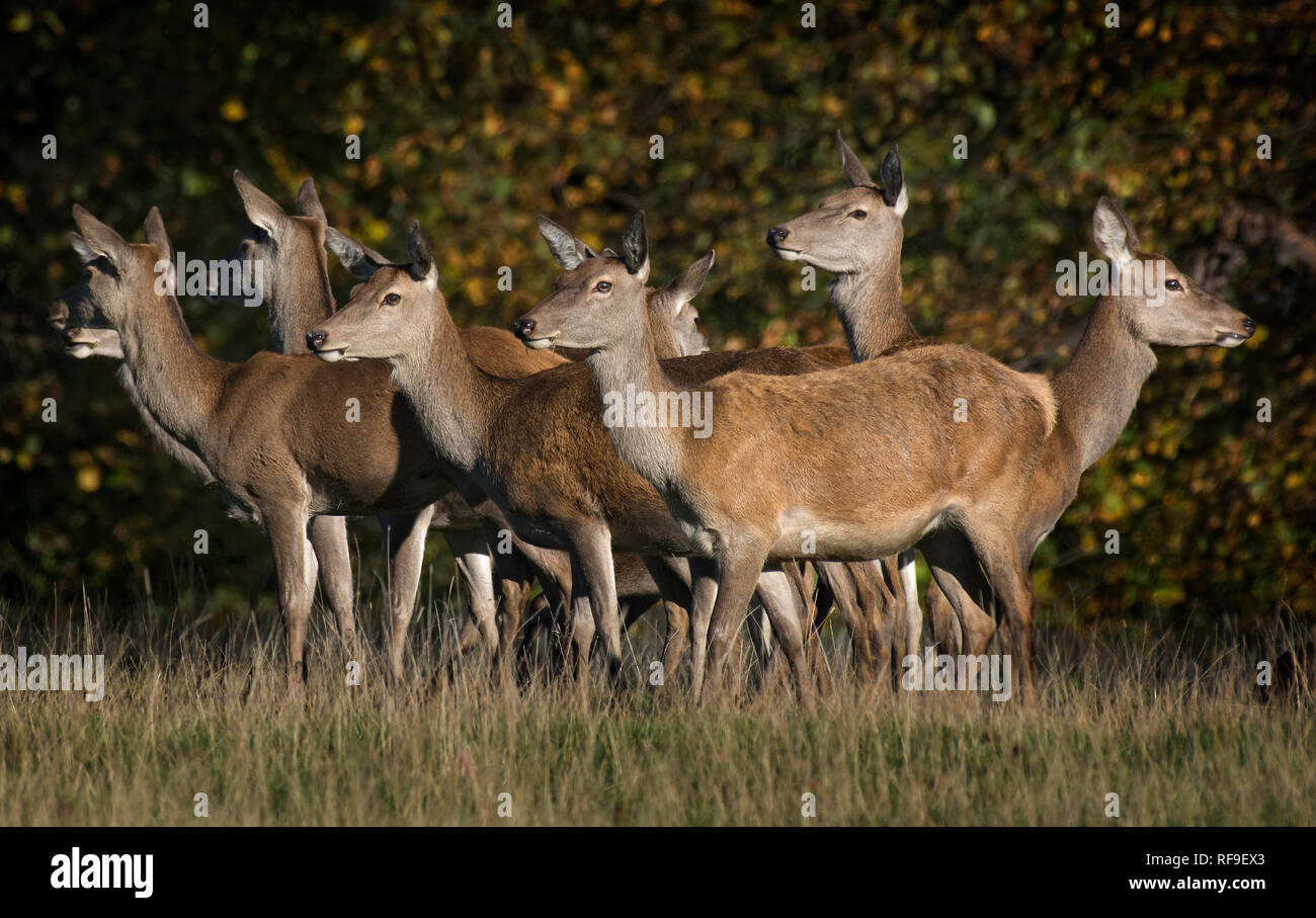 Group of Red deer doe, during rutting season, Curvus elaphus, Fountains ...