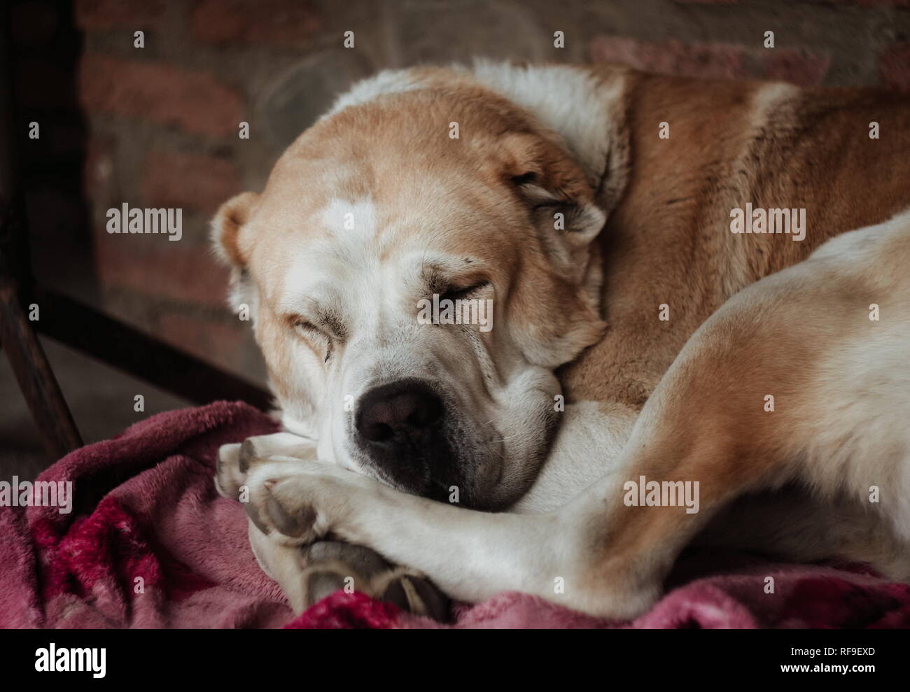 Central Asian Shepherd Dog. Alabai portrait Stock Photo - Alamy