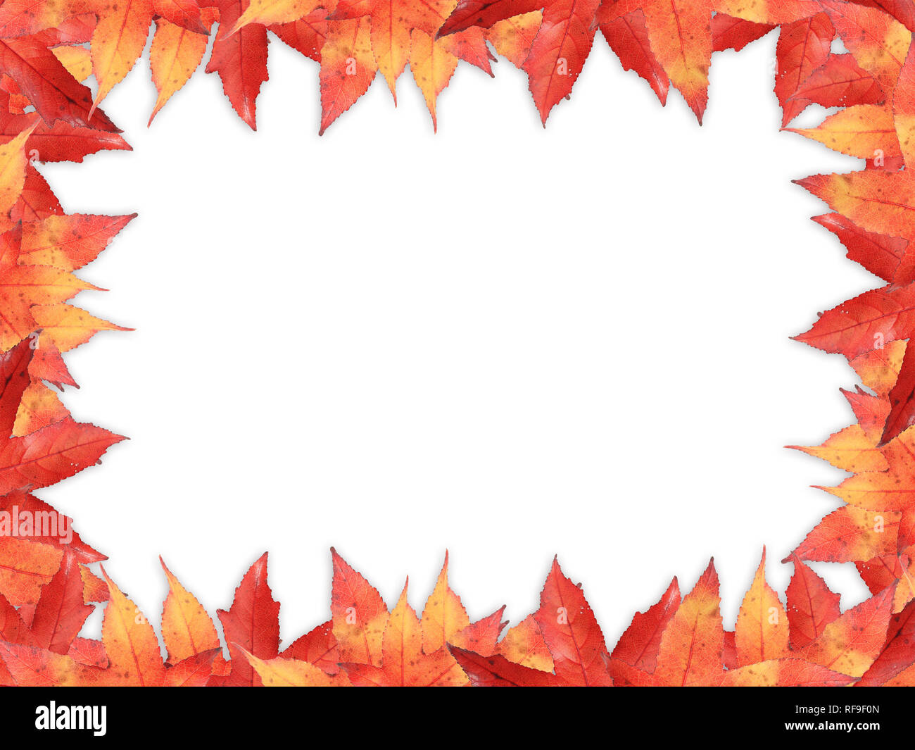 Maple leaves border, isolated on white Stock Photo - Alamy