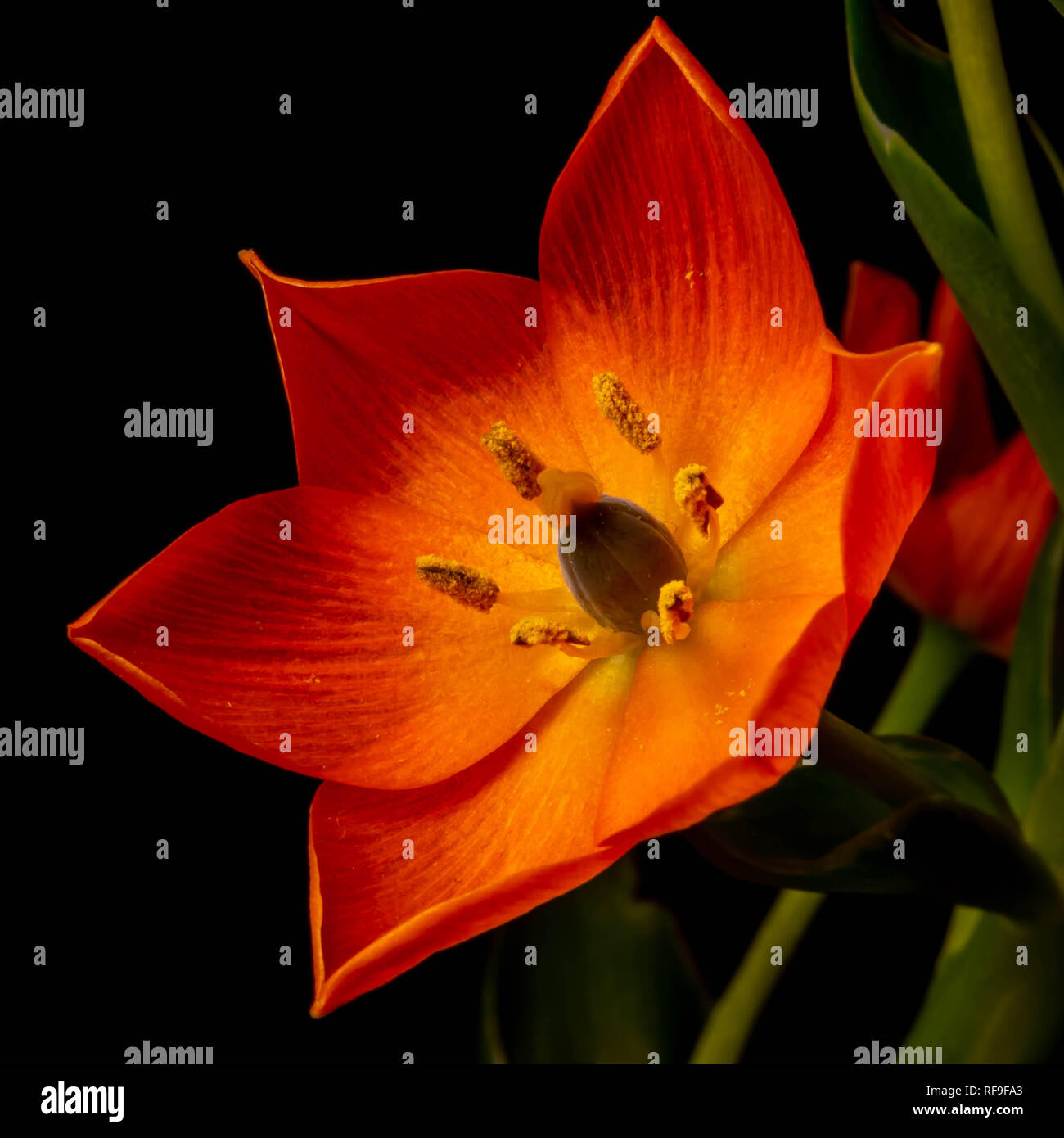 Ornithogalum flowers hi-res stock photography and images - Alamy