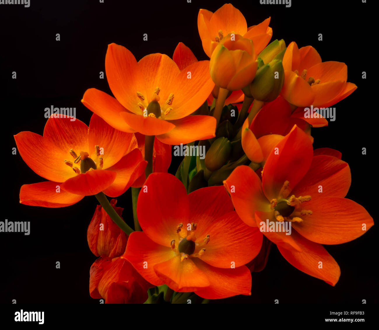 Ornithogalum flowers hi-res stock photography and images - Alamy
