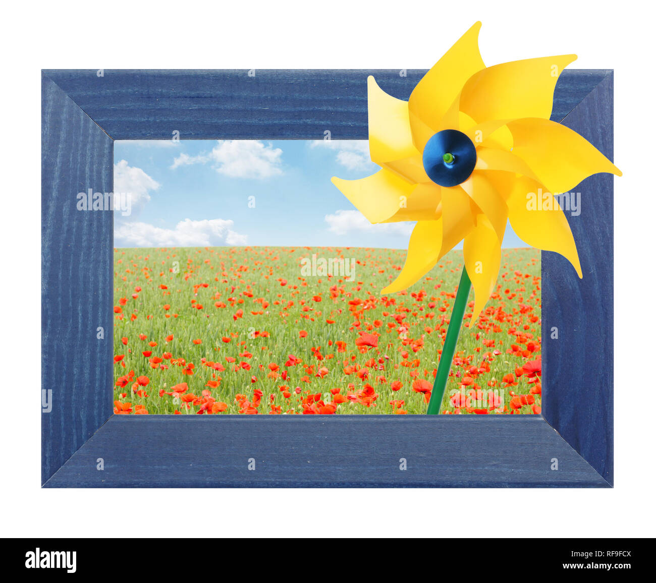 Beautiful poppy field in border with yellow pinwheel Stock Photo - Alamy