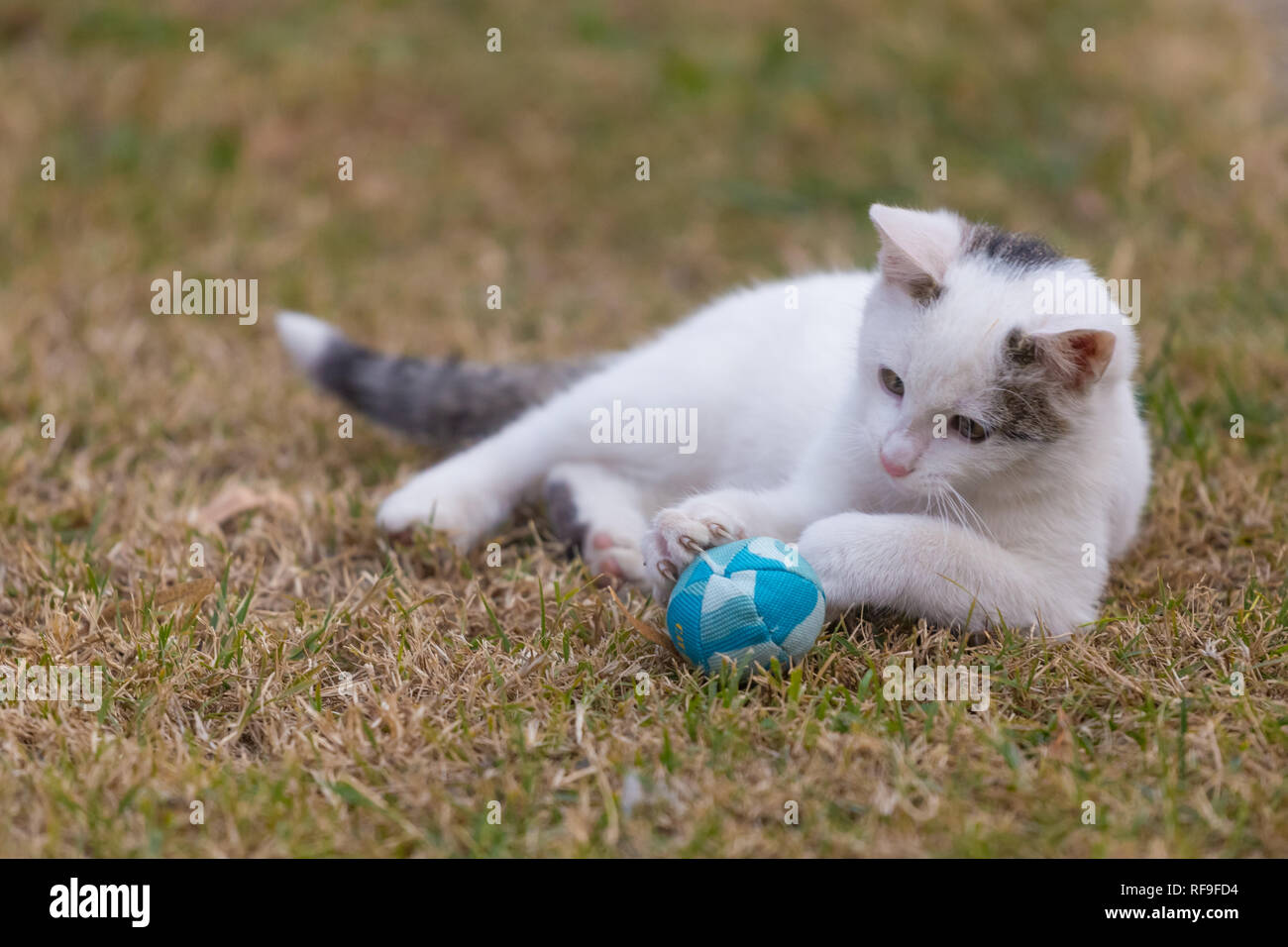 White cat playing with blue ball on the grass Stock Photo - Alamy