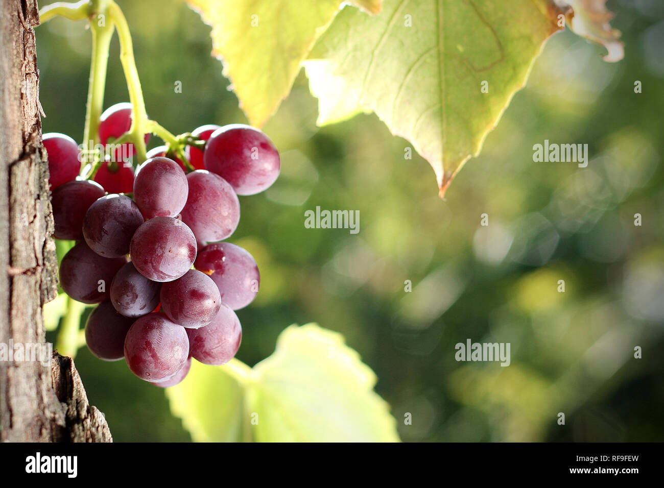 Red grape cluster in vineyard Stock Photo - Alamy