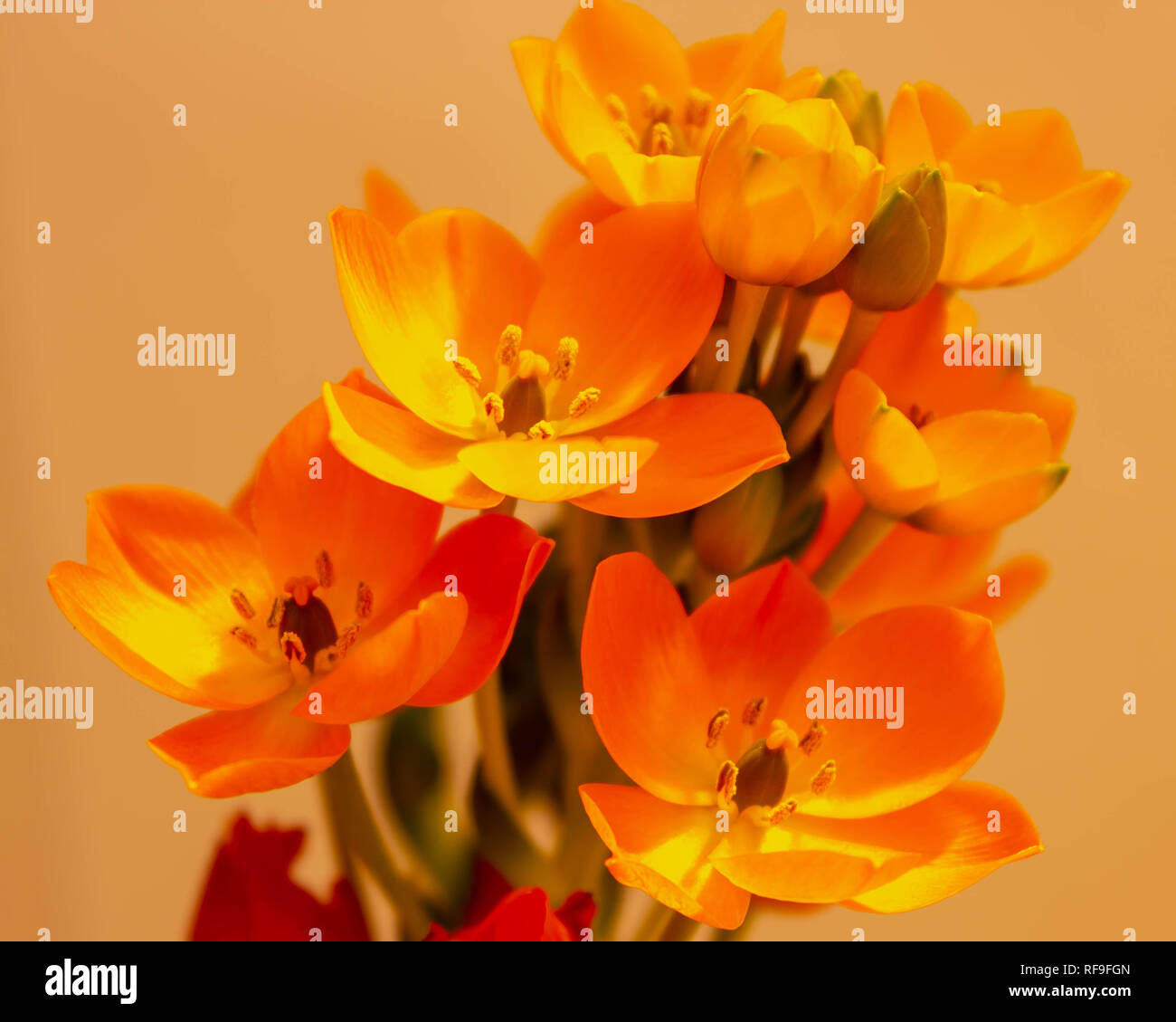 Ornithogalum flowers hi-res stock photography and images - Alamy