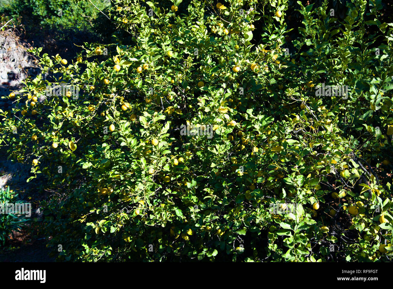 Lemon tree Citrus limon, tree with fruits in the garden Stock Photo - Alamy