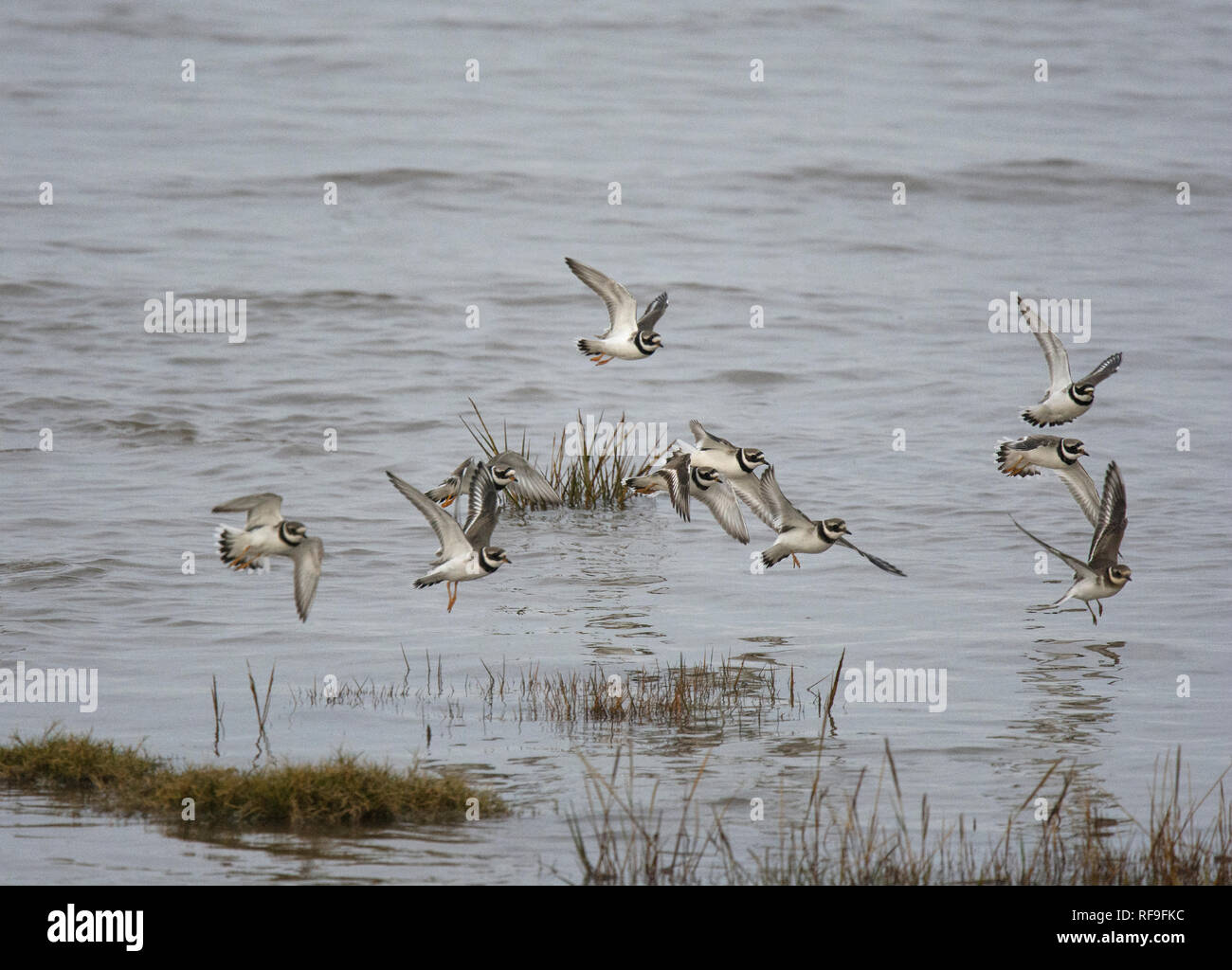 Flock of ringed plover in flight, Charadrius hiaticula, Morecambe Bay ...