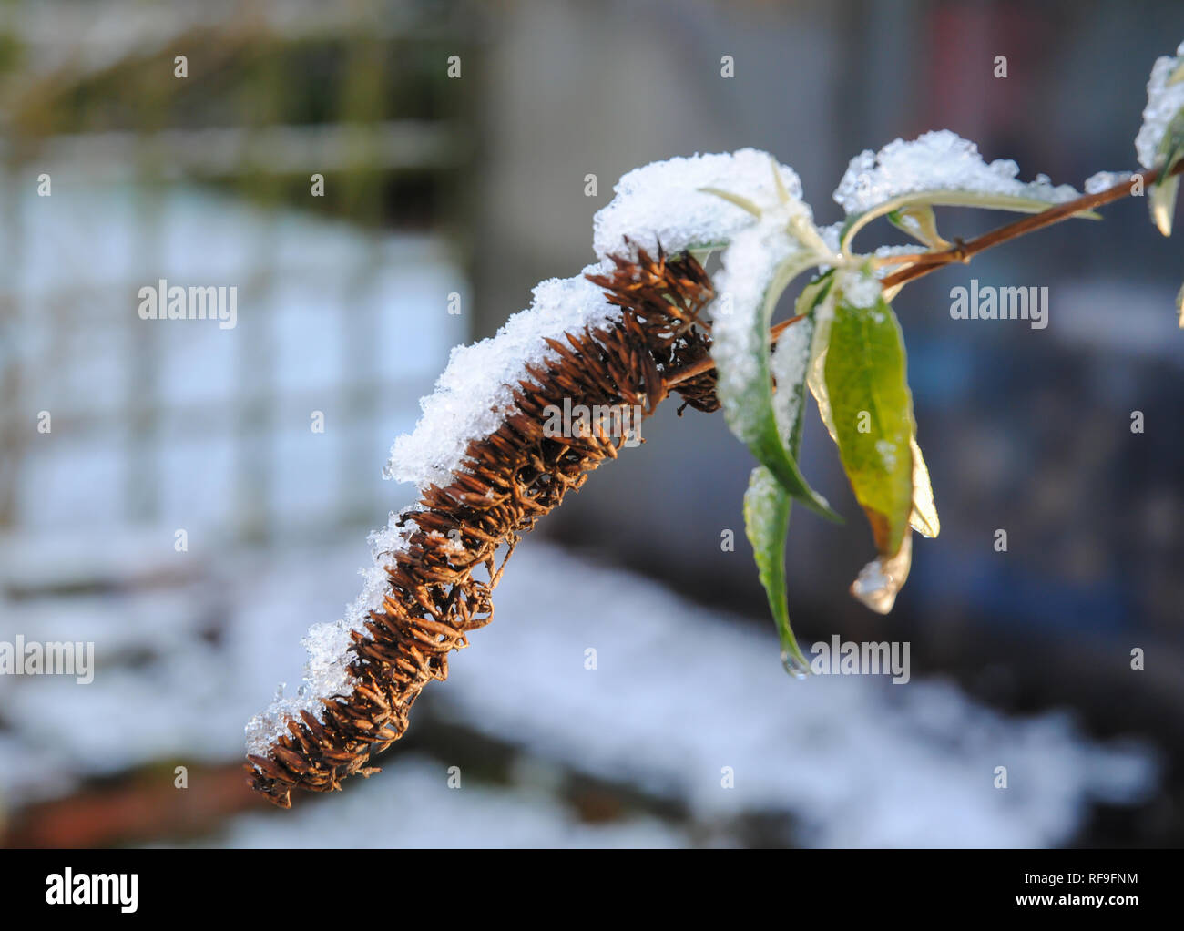 Buddleia buddleja davidii hi-res stock photography and images - Alamy