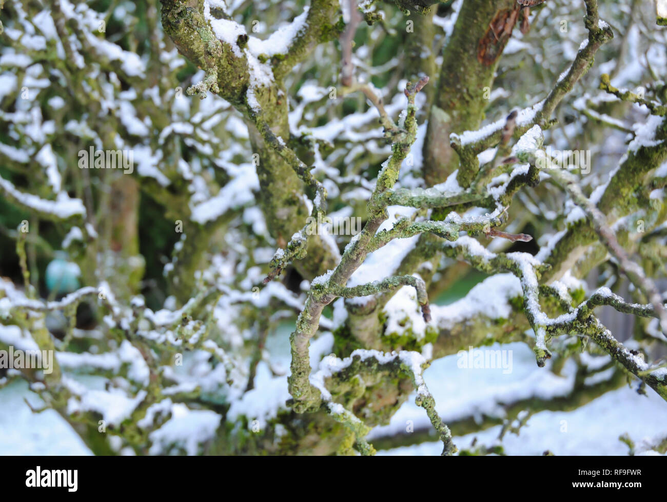 A semi closeup of a matrix of snow covered branches of an old apple ...