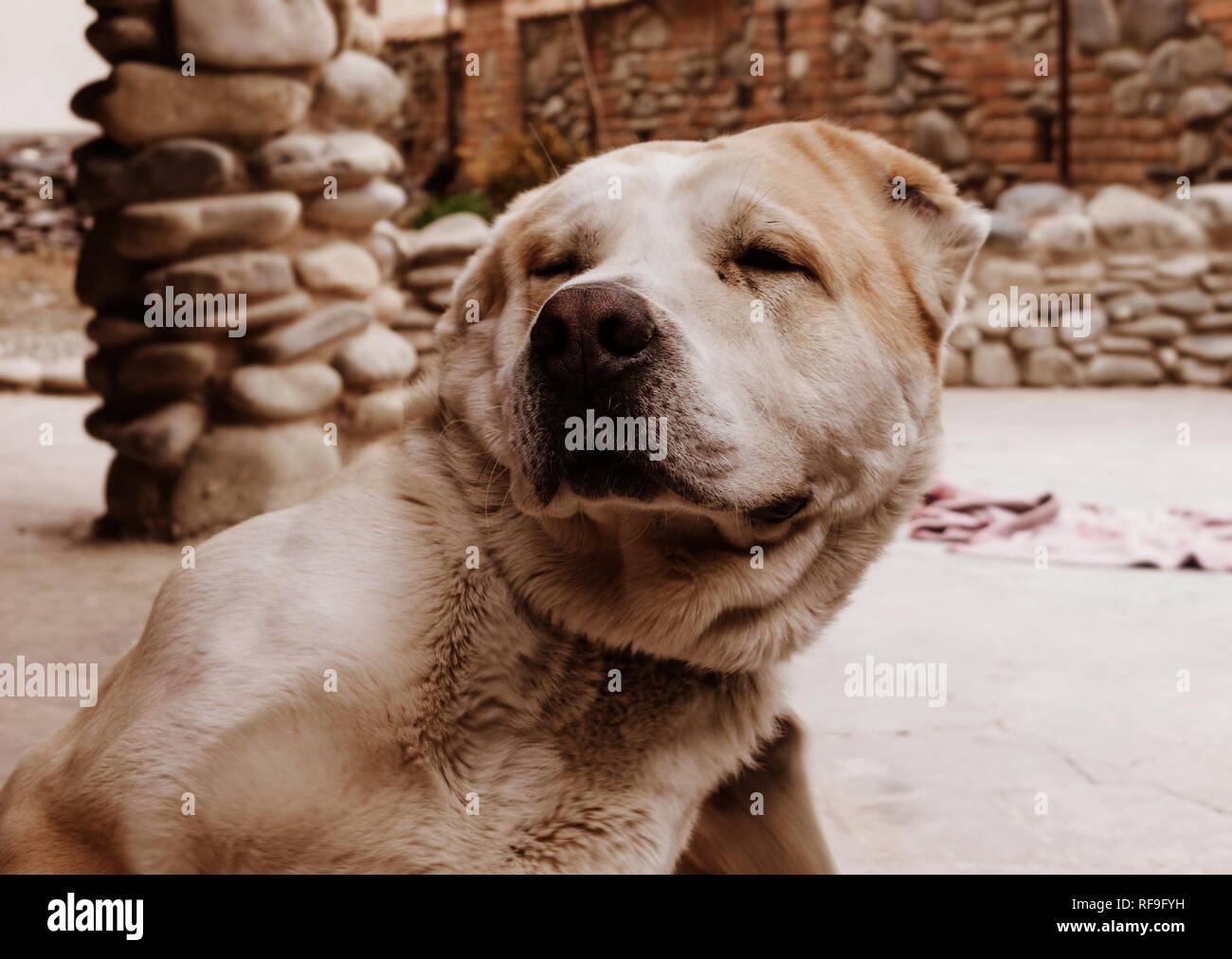 Central Asian Shepherd Dog. Alabai portrait Stock Photo - Alamy