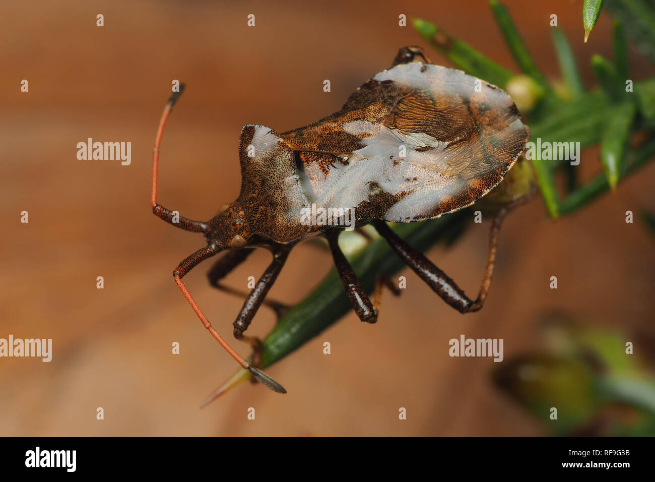 Overwintering insects hi-res stock photography and images - Alamy