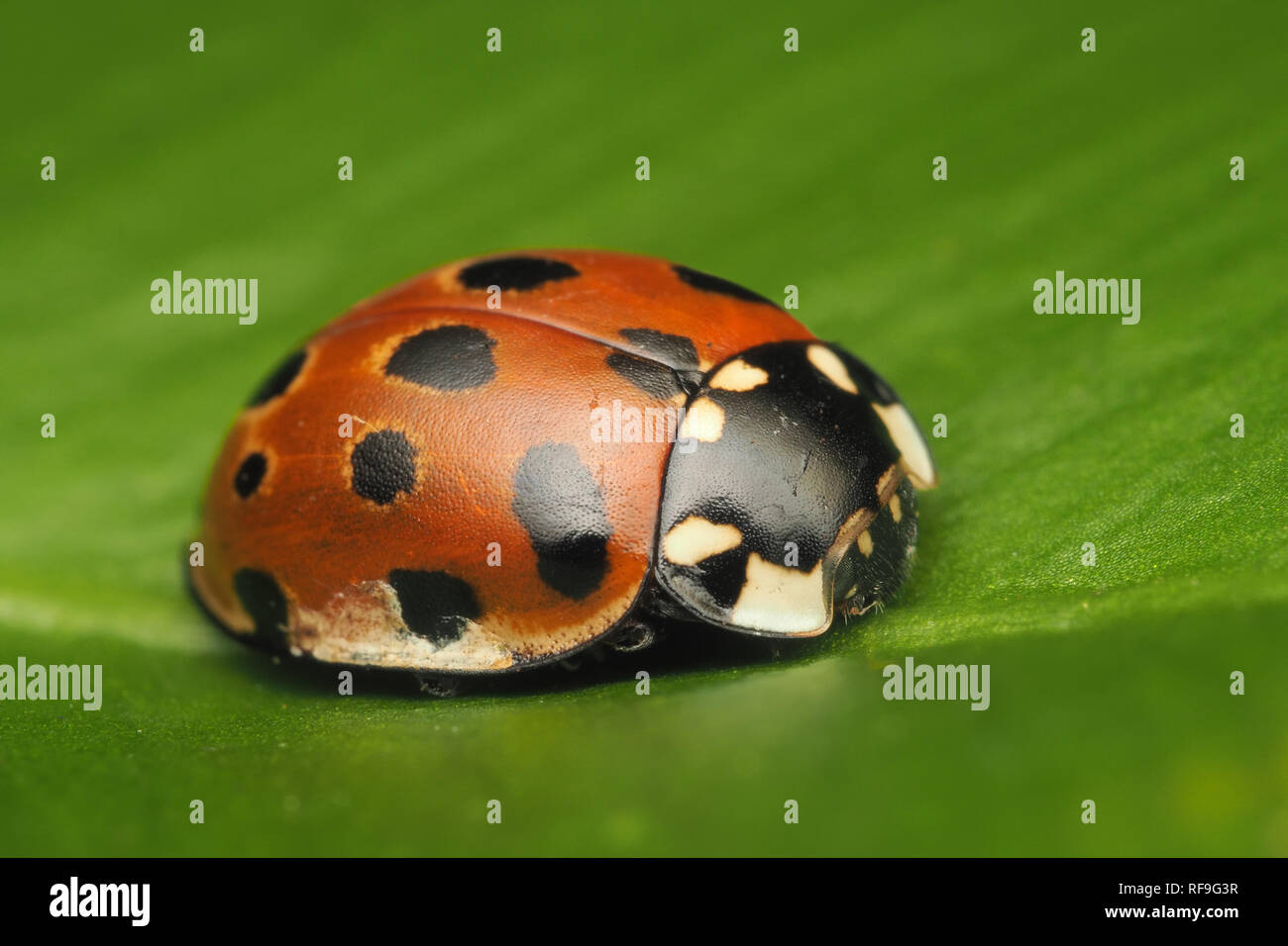Ladybird beetles coccinellidae hi-res stock photography and images - Alamy