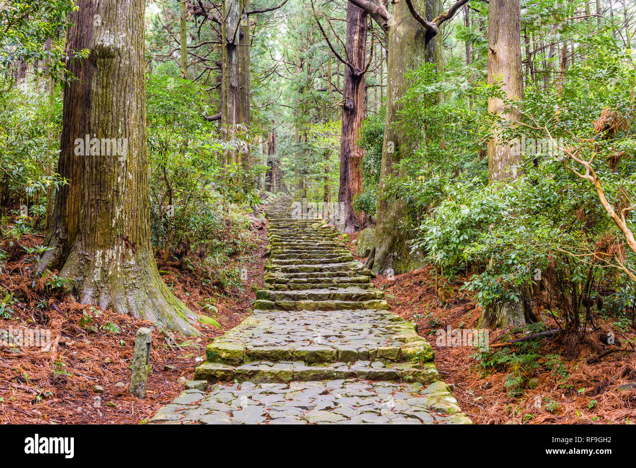 The Kumano Kodo trail, a sacred trail in Nachi, Wakayama, Japan Stock ...