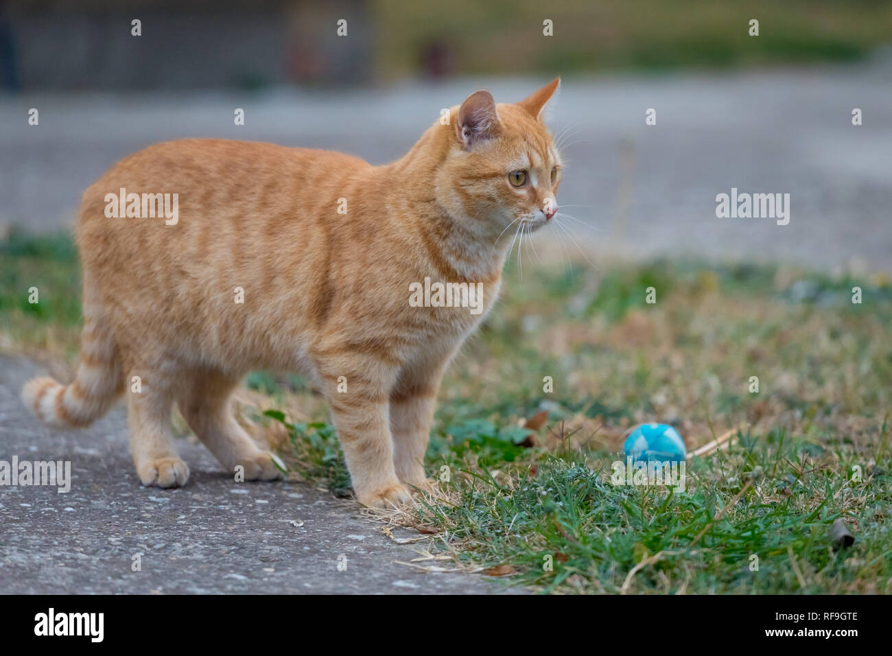 Yellow cat standing in the yard next to grass Stock Photo - Alamy