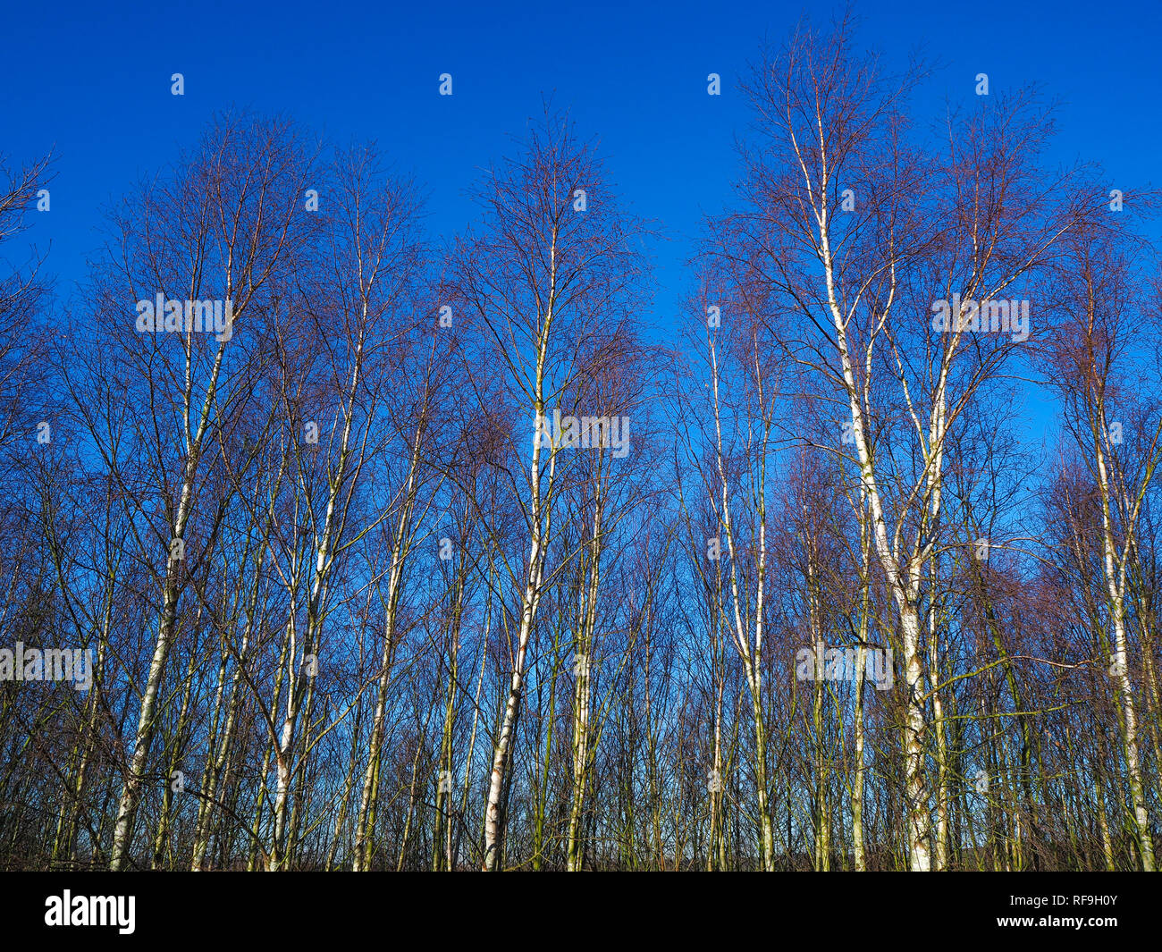 Birch Trees In Winter High Resolution Stock Photography and Images - Alamy