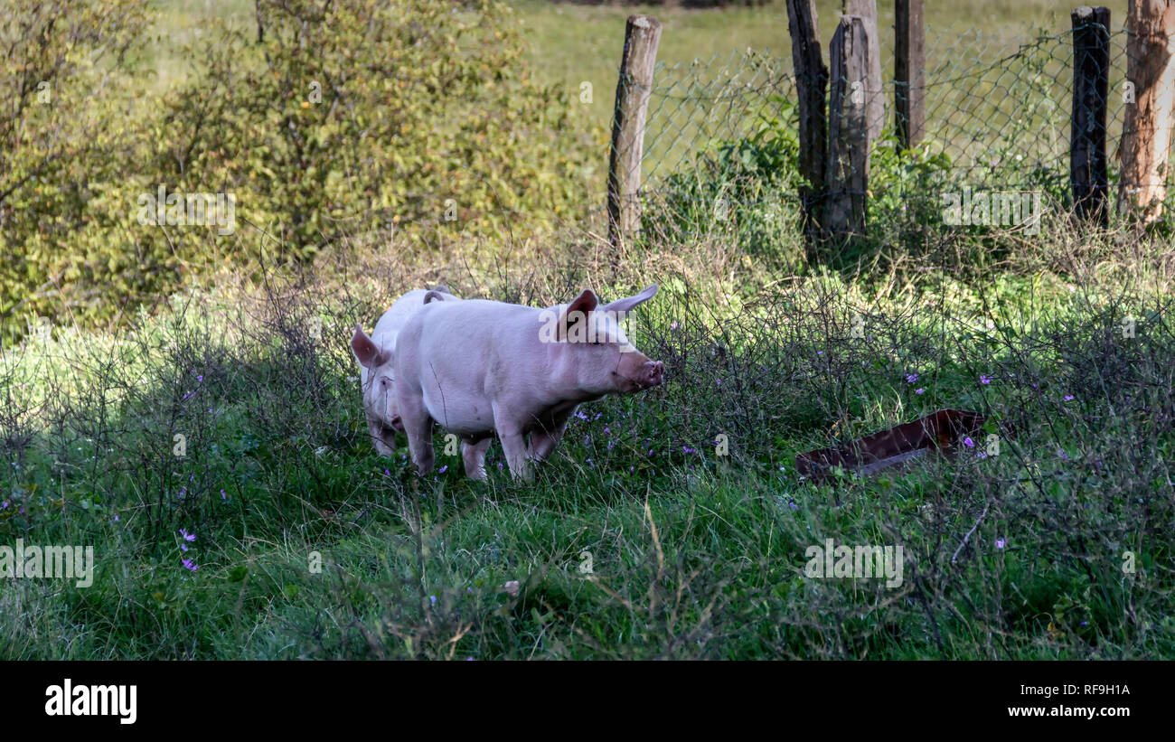 Pink pigs hi-res stock photography and images - Alamy