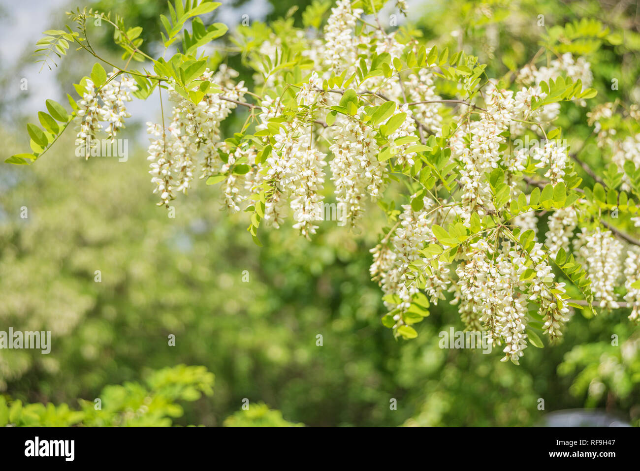 Acacia flowers hi-res stock photography and images - Alamy