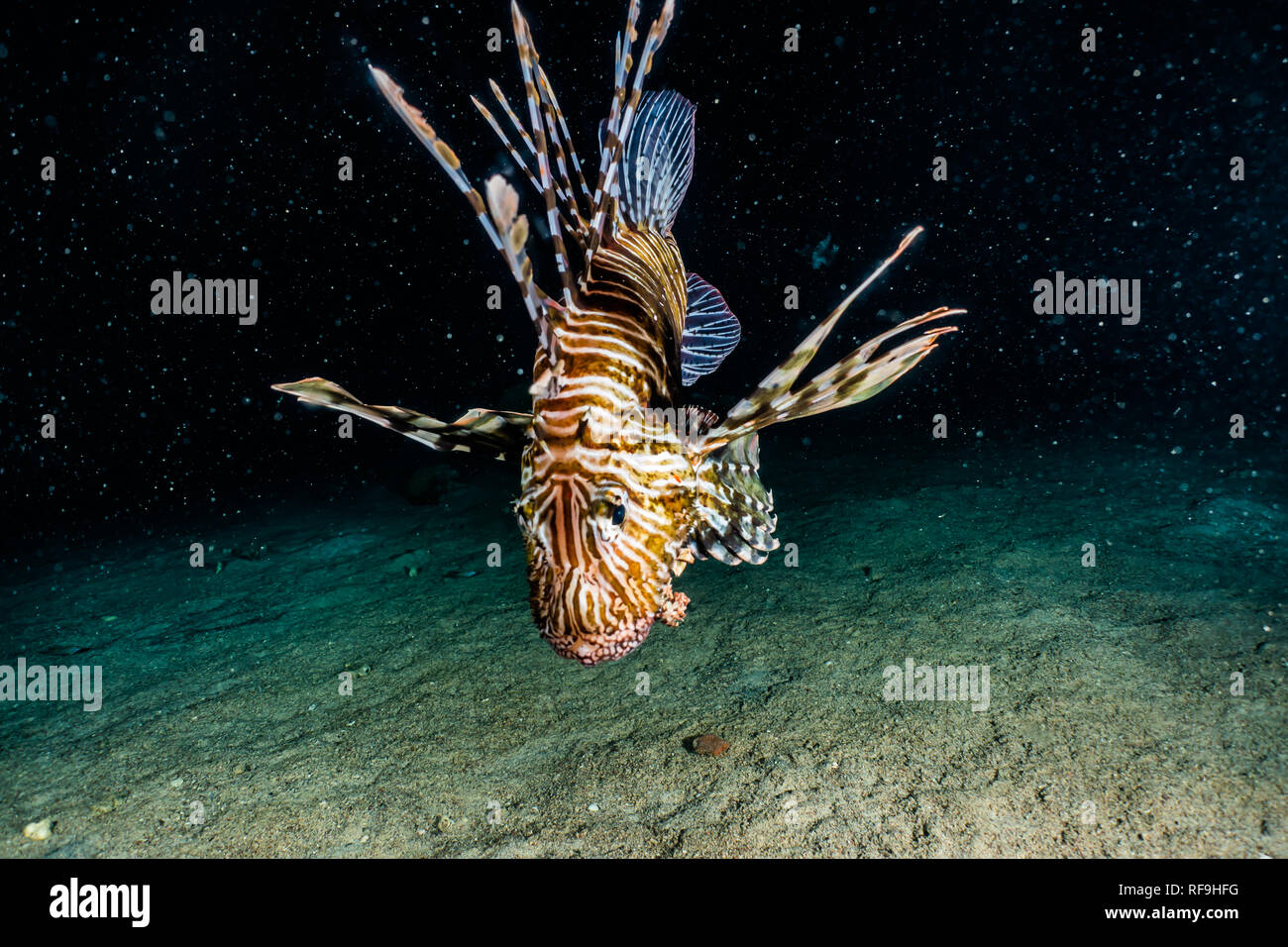 Lion fish in the Red Sea colorful fish, Eilat Israel Stock Photo - Alamy