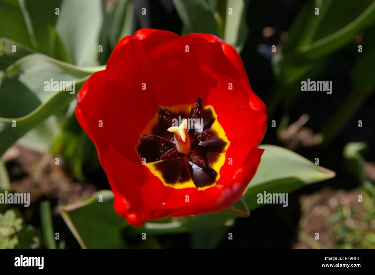Red wildflowers hi-res stock photography and images - Alamy