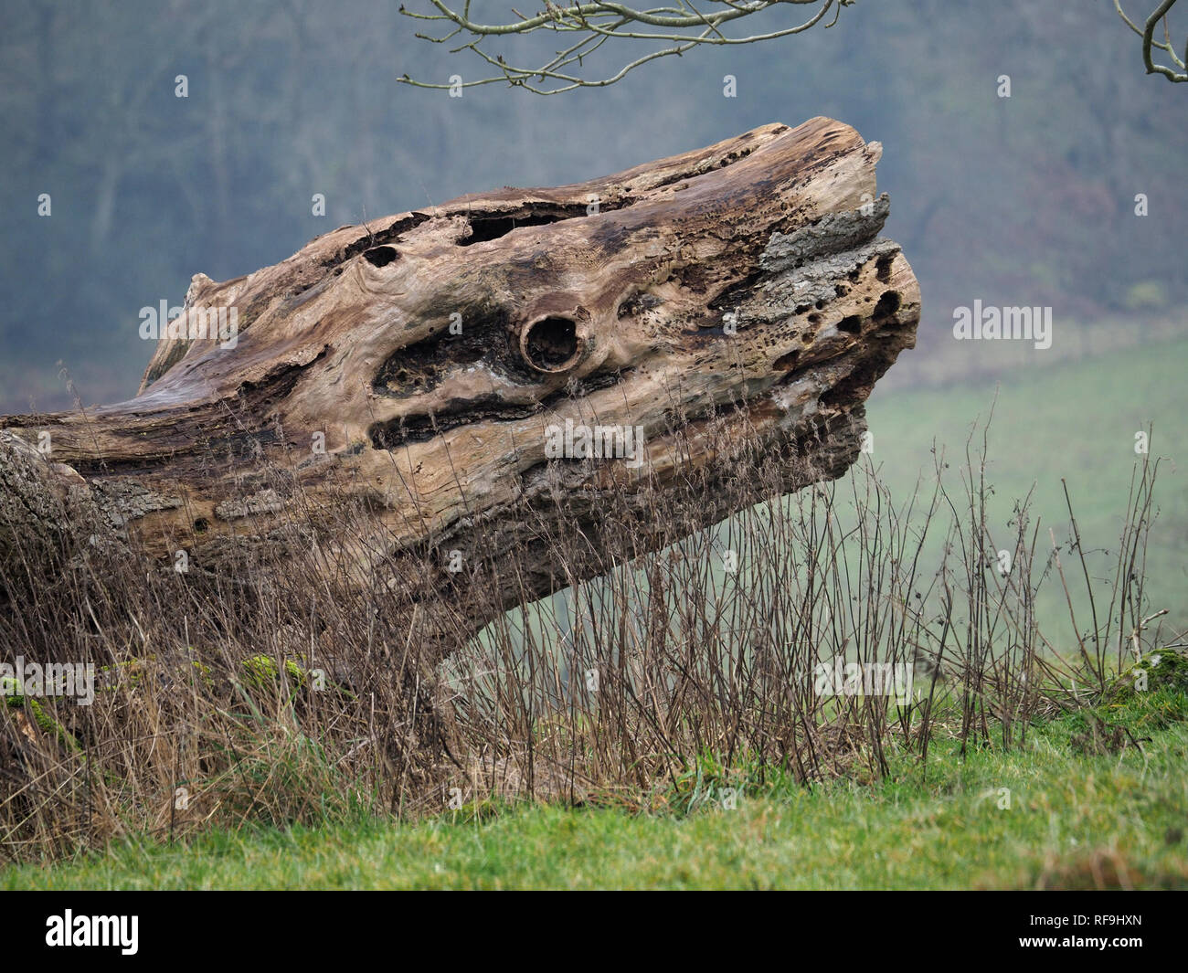 Mythical Tree High Resolution Stock Photography and Images - Alamy