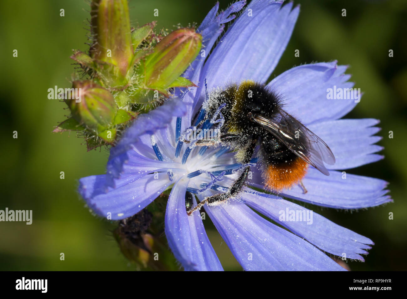 Steinhummel, Stein-Hummel, Bombus lapidarius, Pyrobombus lapidarius ...