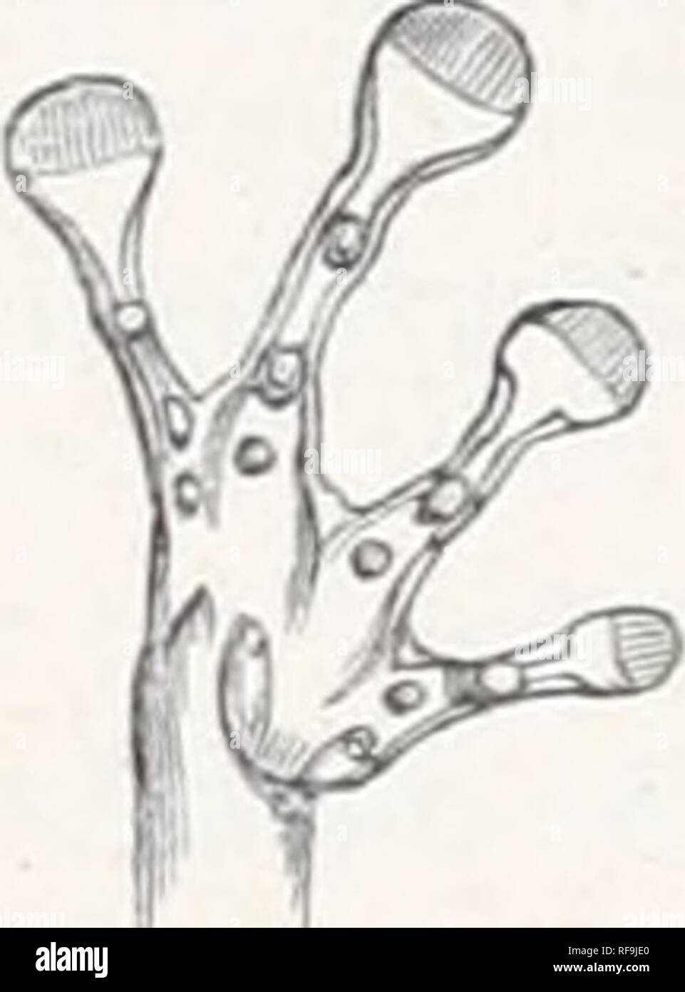 Slender hind limb hi-res stock photography and images - Alamy