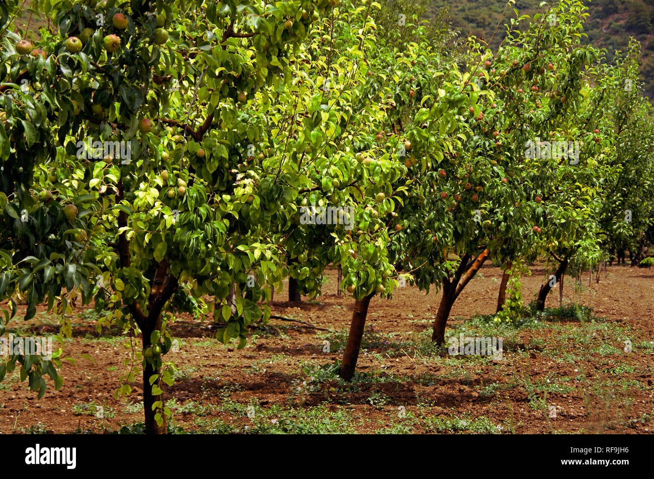 Fruits trees by Iznik. Anatolia. Turkey Stock Photo - Alamy